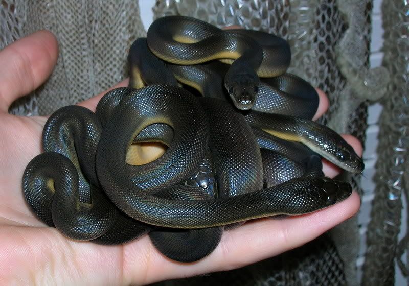Water python care? | Aussie Pythons & Snakes Forum